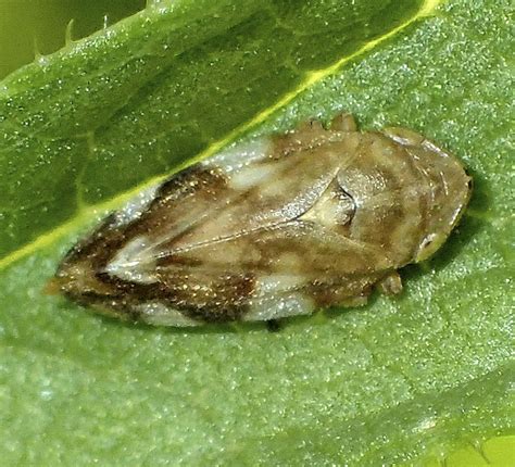 Minnesota Seasons Meadow Spittlebug