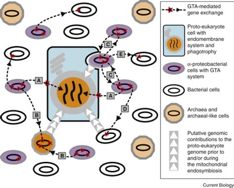 Cell Evolution Gene Transfer Agents And The Origin Of Mitochondria