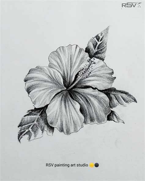 Hibiscus Flower Drawing In Pencil Hibiscus Flower Drawing Reference