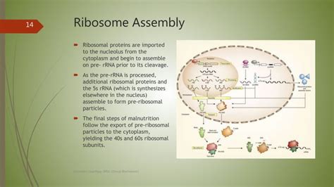 Internal Organization Of Nucleus And Nucleolus Pptx Biological Sciences Science