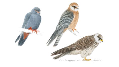 Falkar Naturhistoriska Riksmuseet