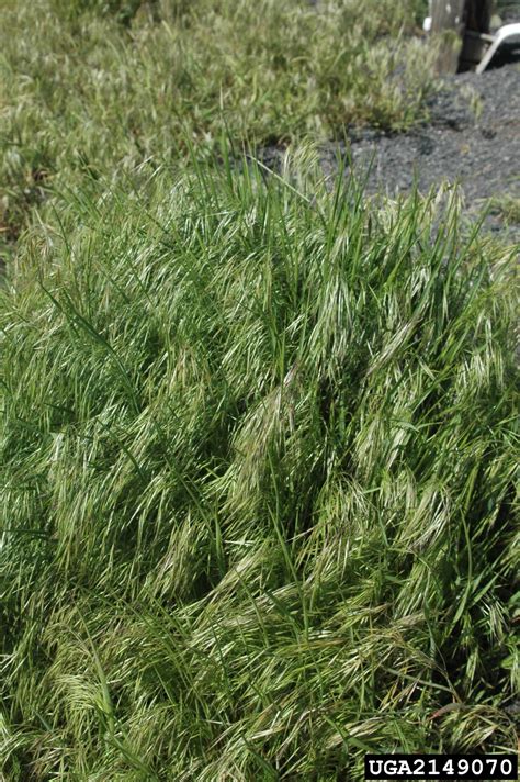 Cheatgrass Downy Brome Bromus Tectorum L