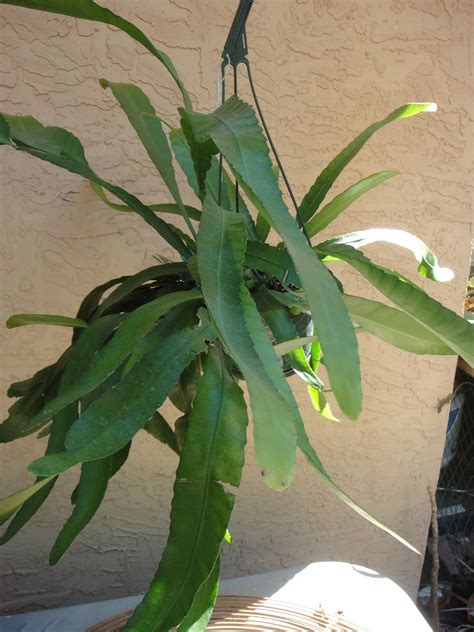 Succulent Bromeliads And Others Disocactus Amazonicus