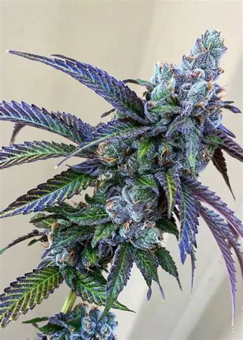 Rainbow Chip F2 Seeds By Exotic Genetix Growdiaries