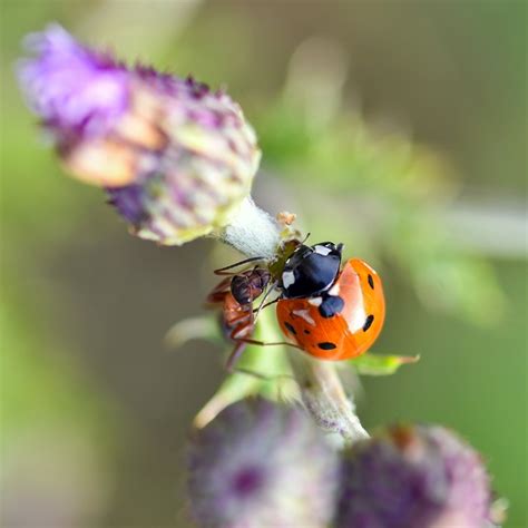 Ladybug Ant Insect Free Photo On Pixabay