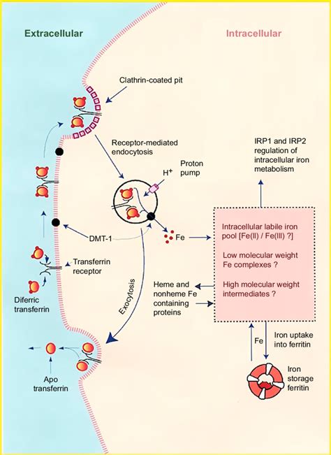 Receptor Mediated Endocytosis Transferrin