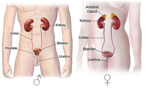 Ureters Bladder Urethra And Micturition Integrated Human Anatomy