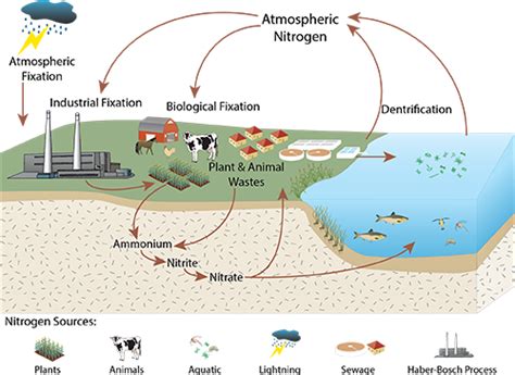 Celebrating 100 Years Of Industrial Nitrogen Fixation Blog