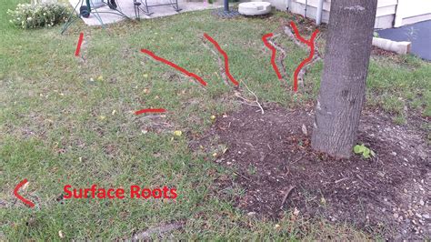 Those Pesky Surface Roots — Arbor Day Every Day