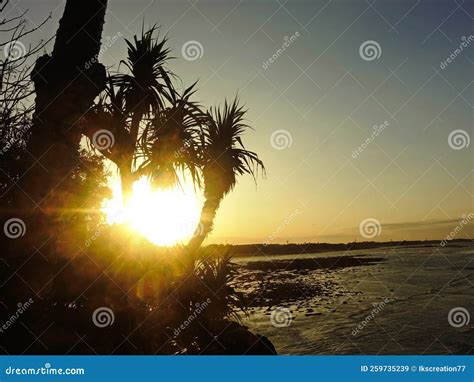 Pandan Bali Cordyline Australis Silhouette Imagen De Archivo Imagen