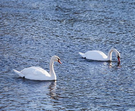 河上的天鹅夫妇