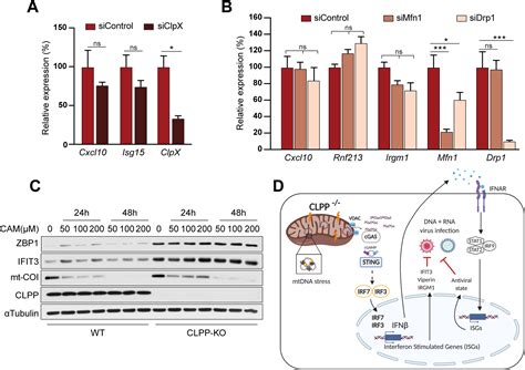 Loss Of Mitochondrial Protease Clpp Activates Type I Ifn Responses