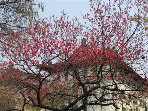 春花 Devbean Tech World