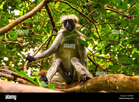 Wild Monkey Sits On A Tree In Wild Nature Of African Jungle In Zanzibar