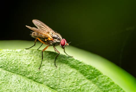 Fly Nature Macro Close Free Photo On Pixabay