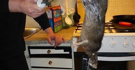 Ratzilla Found In Stockholm Today Imgur