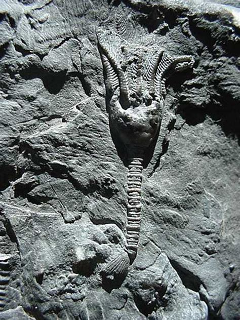 Hila Crinoid Fossil