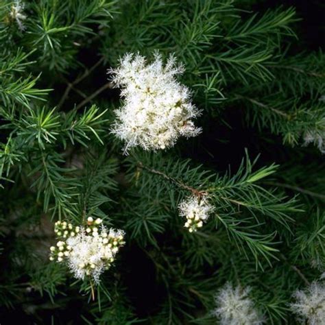 Australian Tea Tree Seeds