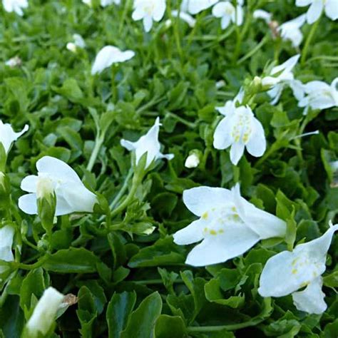 Mazus Reptans Albus Perennial Ground Cover For Moist Soil With Long