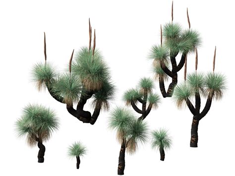 Xanthorrhoea Arborea Broad Leafed Grass Tree 3d Model