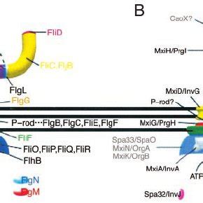 Diagrams Of Known Positions Of Major Flagellar Components A And
