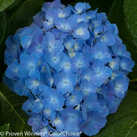 Wee Bit Grumpy® Hydrangea Plant Addicts