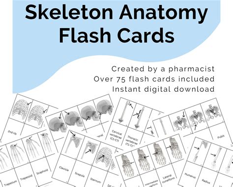 Anatomy Bone Flashcards