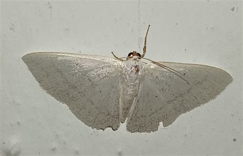 Lomographa From Kausani District Almora Uttarakhand 263639 India On