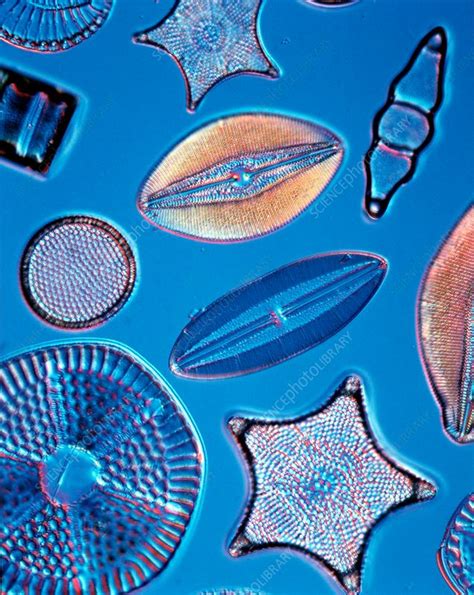 Diatoms Stock Image C021 7513 Diatom Microscope Pictures
