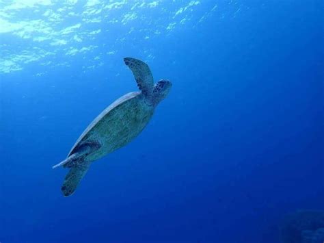 Cebu Kawasan Canyoning Moalboal Snorkeling And Turtles Tour