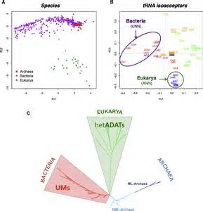 A Role For Trna Modifications In Genome Structure And Codon Usage Cell