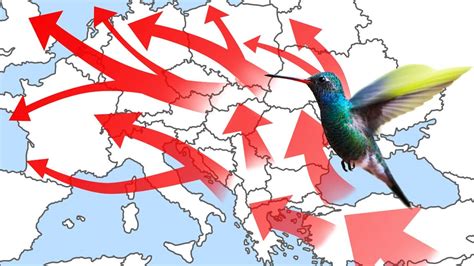 Hummingbirds Migration Routes Learning About Hummingbird Travel Patterns Hummingbirds Info