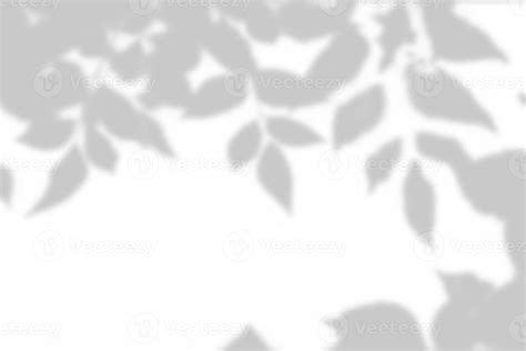 Leaves Shadow And Stems Of Tree Pattern Background On White Concrete