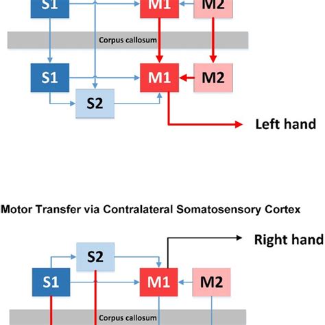 Possible Neural Pathways That Explain The Observed Contralateral Motor