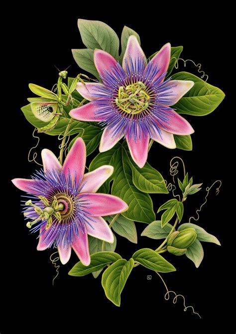 Passion Flower Drawing