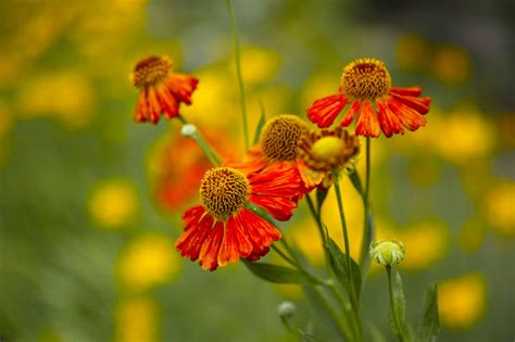 Tom Leroys Photo Galleries At