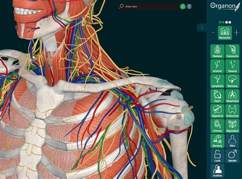 Bone Models Anatomy New Anatomy Models Now Available The