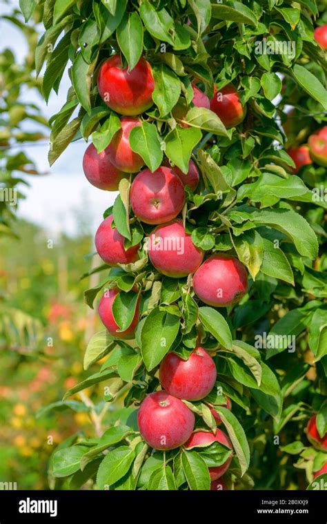 Apple Tree Malus Domestica Red River Malus Domestica Red River