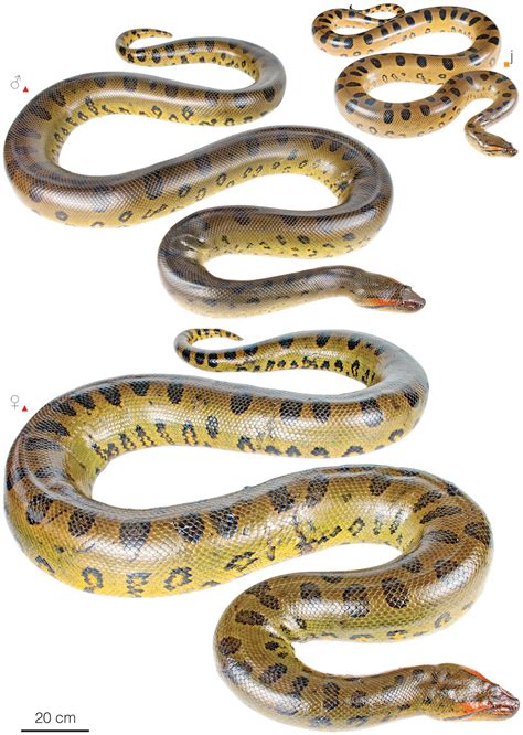 Anaconda3
