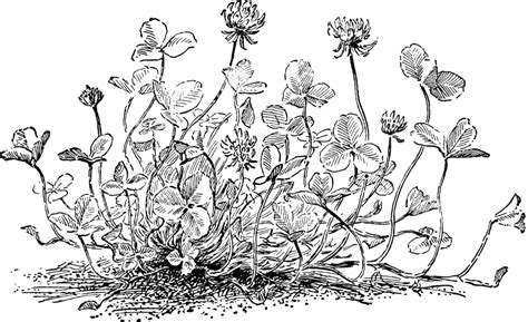 Trifolium Repens Vintage Ilustración Arte Grabado Rosid Vector Png