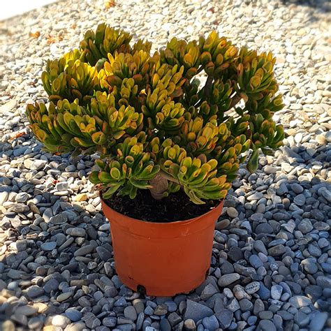 Crassula Ovata Gollum Tricolor Prebonsai