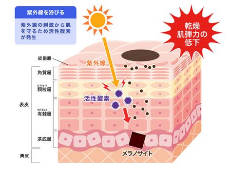 春は先手の紫外線対策※1で 肌も気持ちも前向きに！ 新発想。uvケア※1も、うるおい・弾力も※2話題の飲むuvケア※1サプリ Black