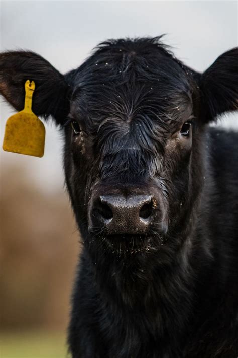 Elegant Black Cow Photography 🐄📸 Cattle Photography Fluffy Cows