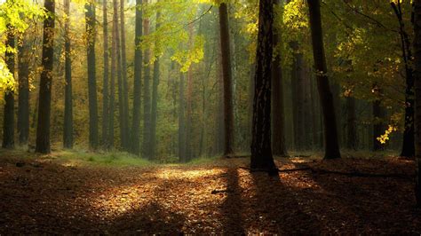 Forest Landscape Wallpapers Wallpaper Cave