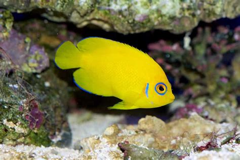 The 12 Best And Most Effective Algae Eating Fish For Reef Tanks A Z