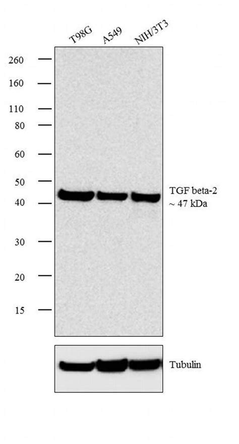 Tgf Beta 2 Recombinant Superclonal™ Antibody 12hclc Invitrogen 710276