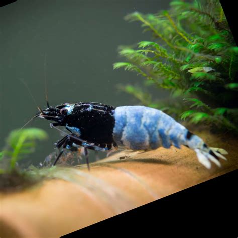 Shadow Mosura Shrimp Planted Tank Mates