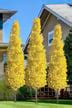 Buy Sky Tower Ginkgo Biloba Maidenhair Tree Free Shipping Wilson