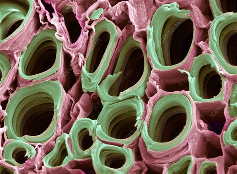 Xylem Plant Cells Sem Stock Image B7250369 Science Photo Library