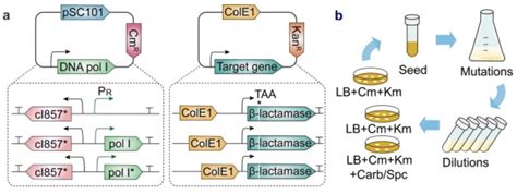 Ultrahigh Throughput Screening Assisted In Vivo